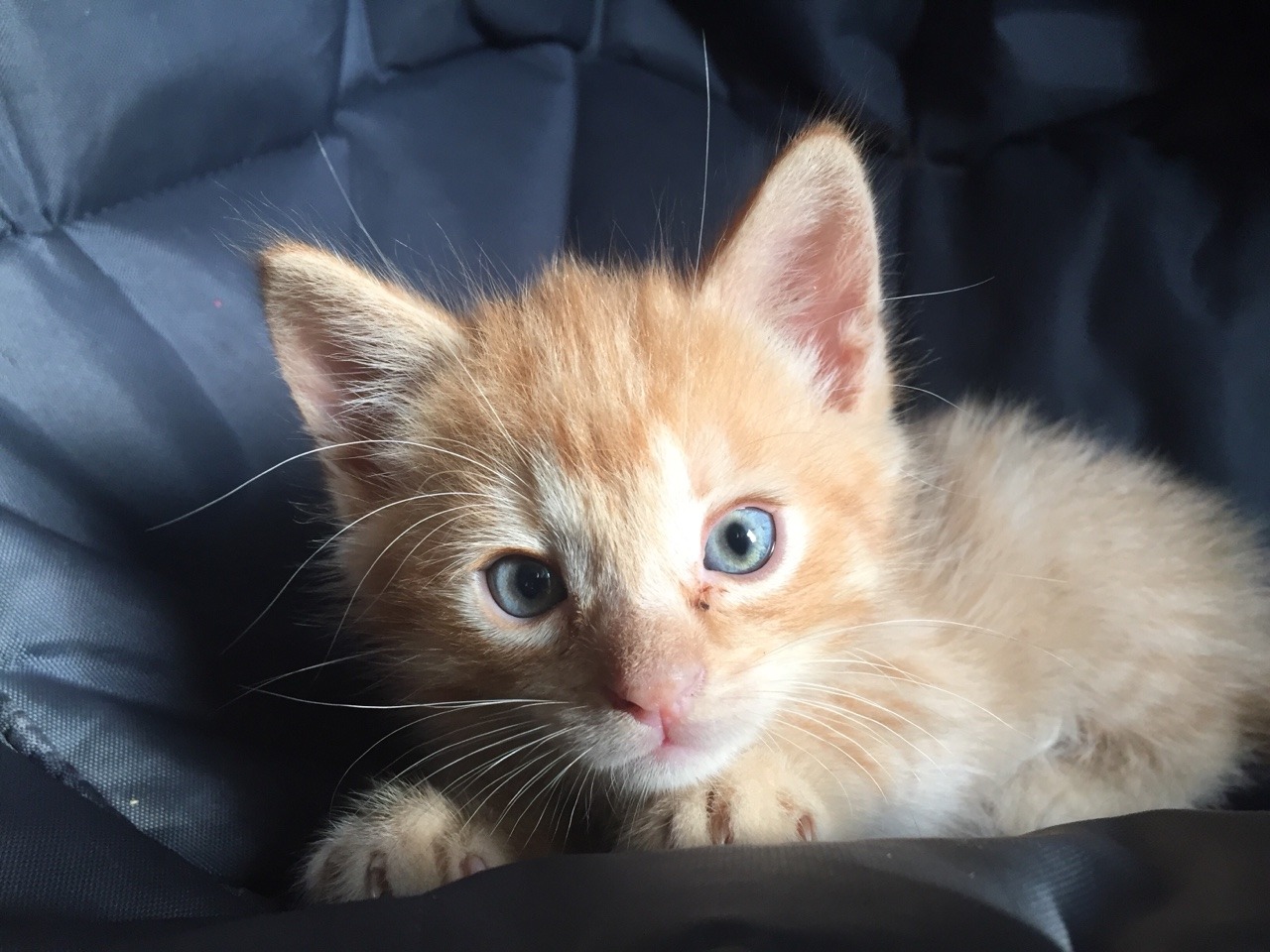 My Kitten Is A Model Look How Gorgeous He Is