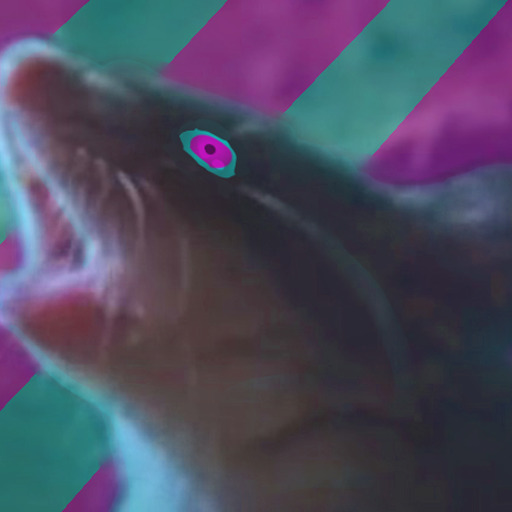 bitch. @cotton-candy-rat - Tumblr Blog | Tumlook