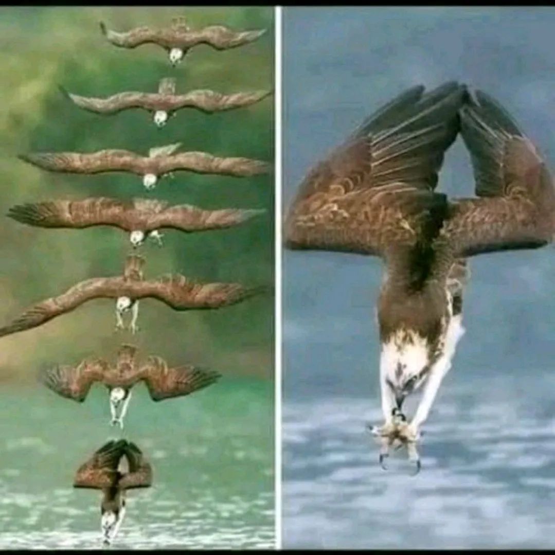 Islamic Concepts — SIX LEADERSHIP PRINCIPLES TO LEARN FROM AN EAGLE... Islamic Concepts — SIX LEADERSHIP PRINCIPLES TO LEARN FROM AN EAGLE...