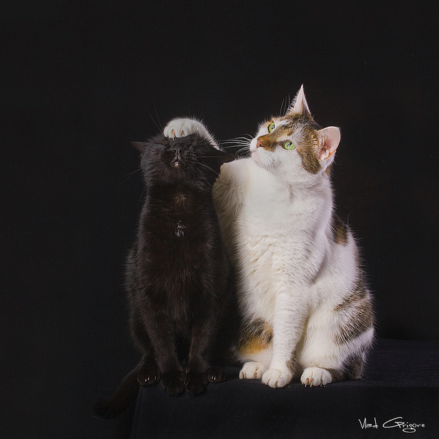 - Mina and Mookie by Vlad Grigore on Flickr. - Mina and Mookie by Vlad Grigore on Flickr.