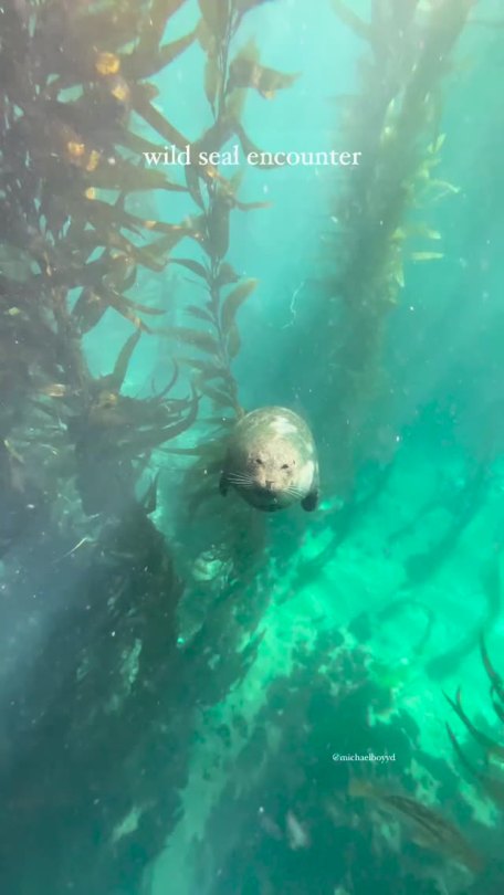 This Is Sealvester Tumbex
